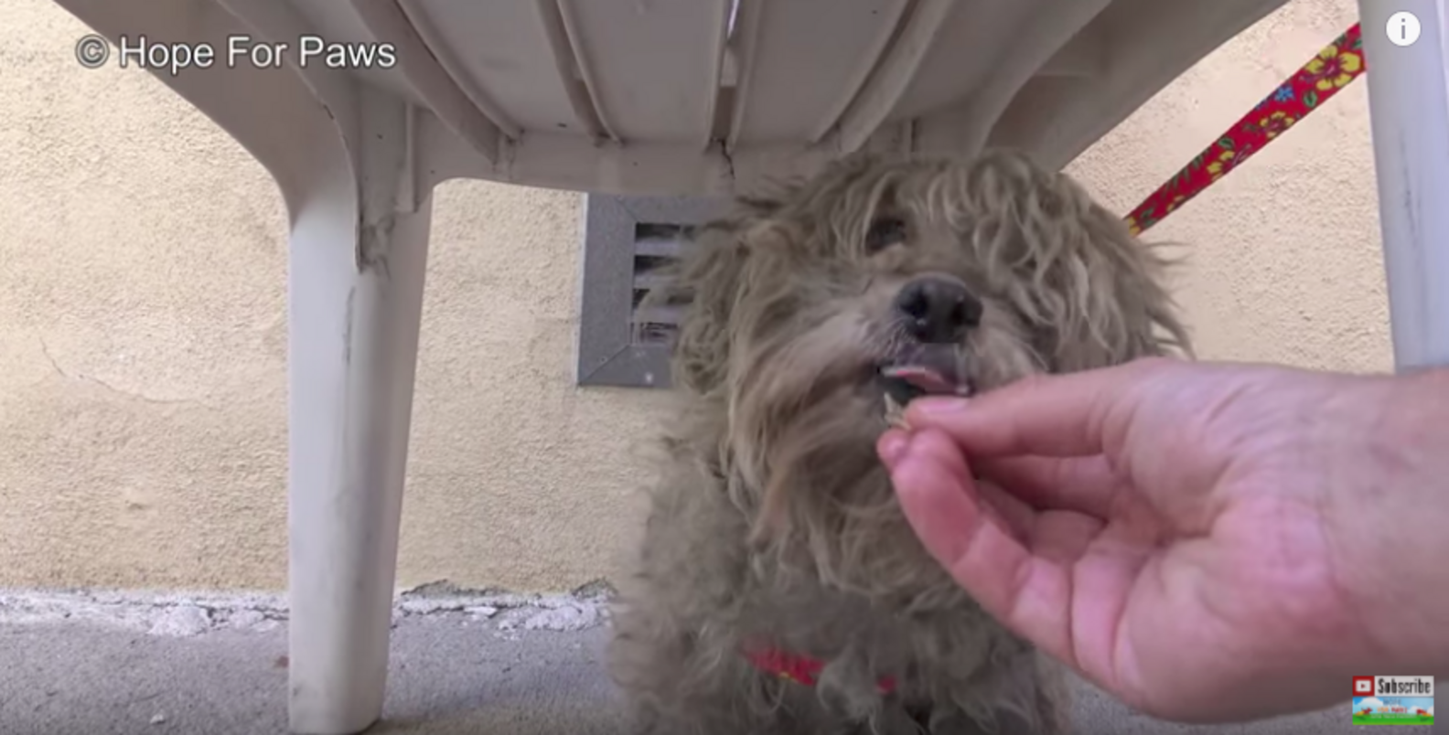 Homeless Dog Was So Matted Rescuers Couldn't See How Injured She Was ...