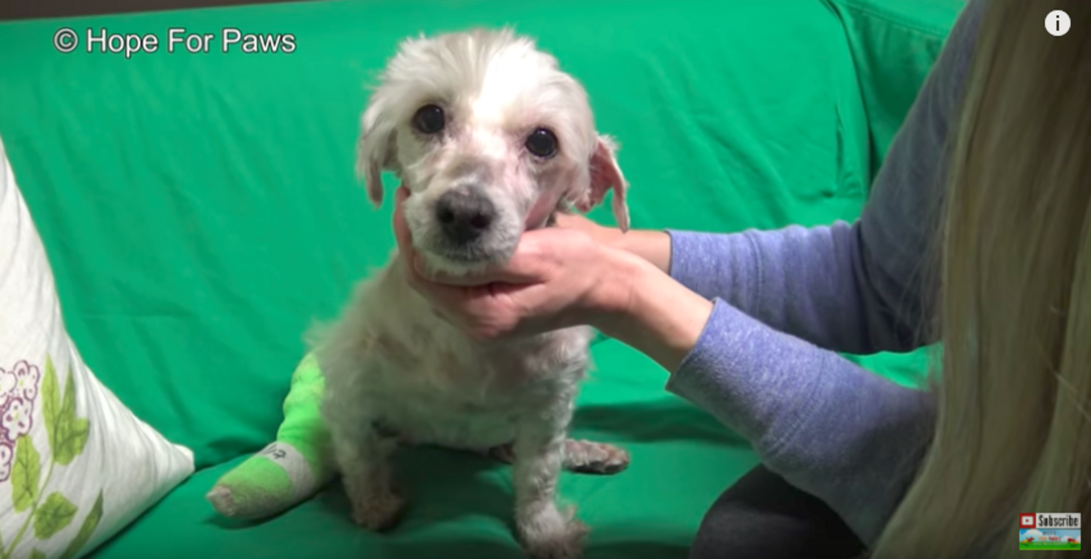 Homeless Dog Was So Matted Rescuers Couldn't See How Injured She Was ...