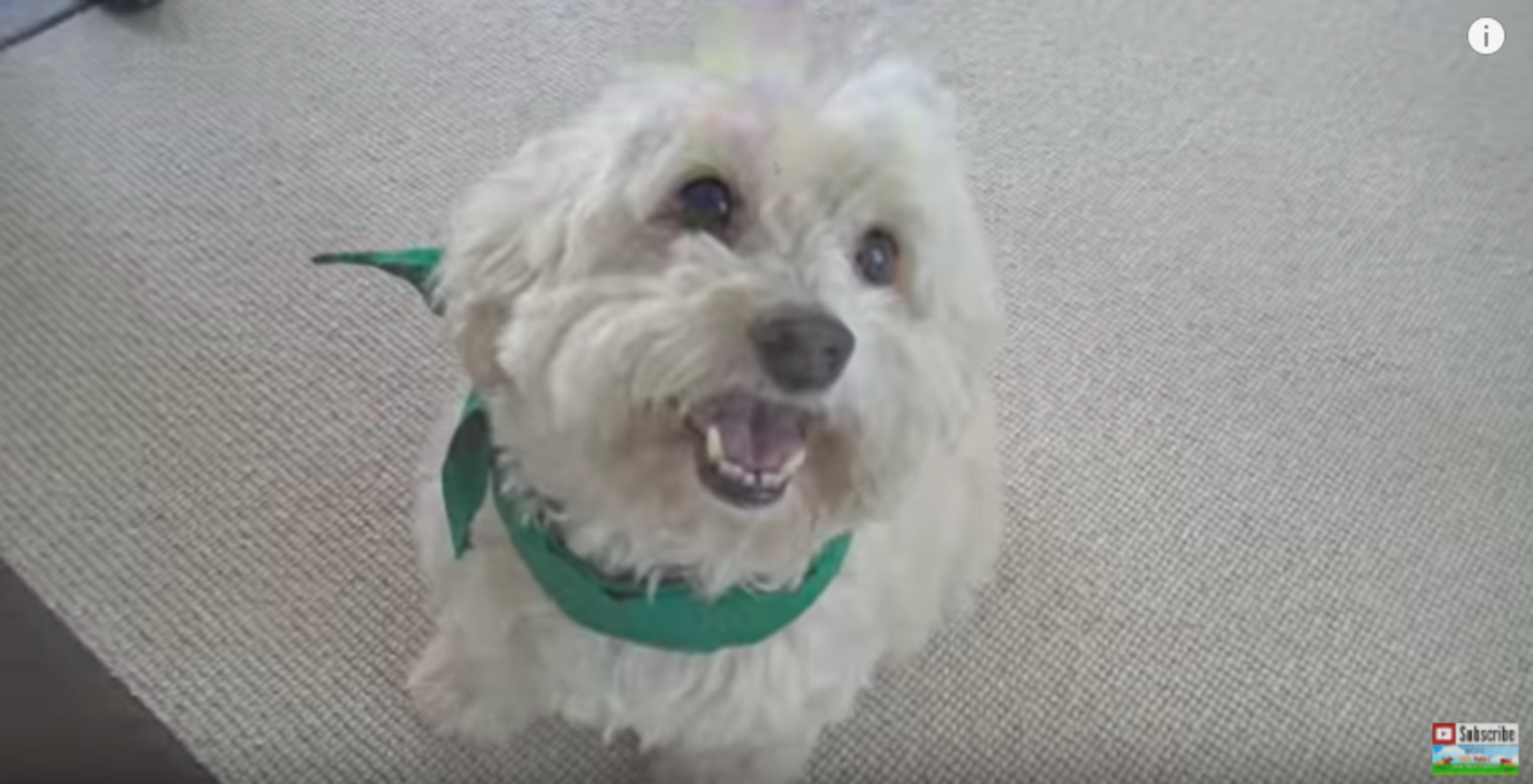 Homeless Dog Was So Matted Rescuers Couldn't See How Injured She Was ...