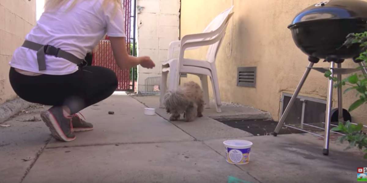 Homeless Dog Was So Matted Rescuers Couldn't See How Injured She Was ...