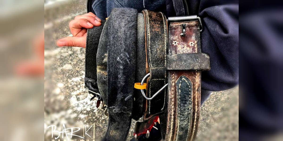 52 Pit Bulls Rescued From Dogfighting Ring In Michigan - The Dodo