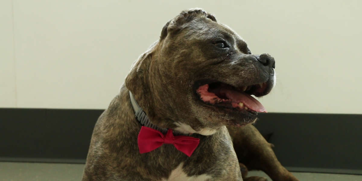 Dog Collar Bow Ties - Videos - The Dodo