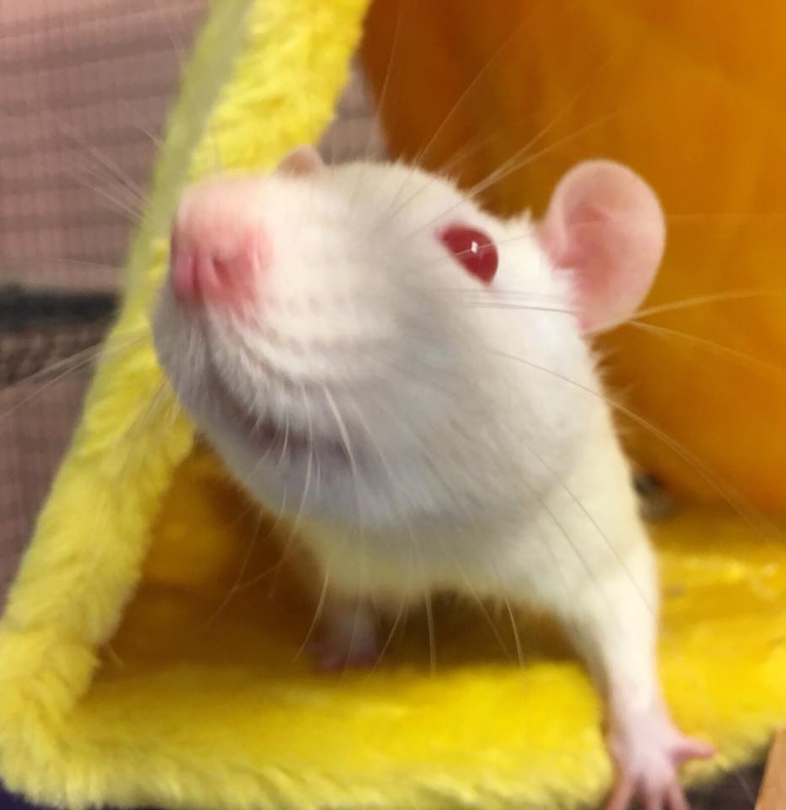 Rescuers Drove Through Fire To Save Rats From California Laboratory ...