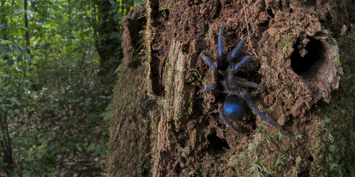 Scientist Discovers Rare Blue Tarantula In The Forest of Guyana - The Dodo