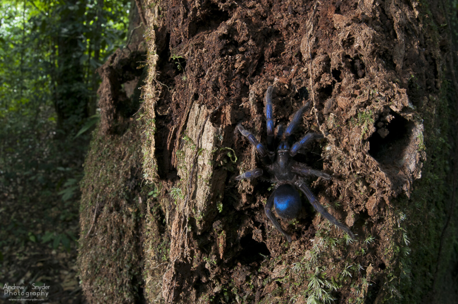 Scientist Discovers Rare Blue Tarantula In The Forest of Guyana - The Dodo
