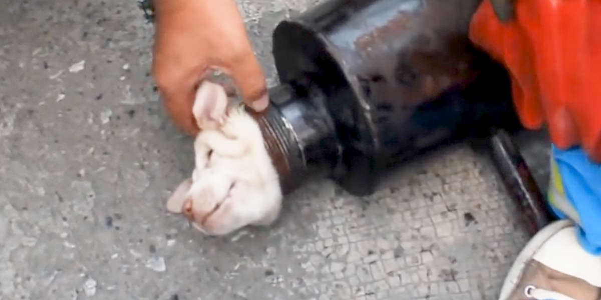 5 Baby Animals Who Got Help Just In Time - Videos - The Dodo