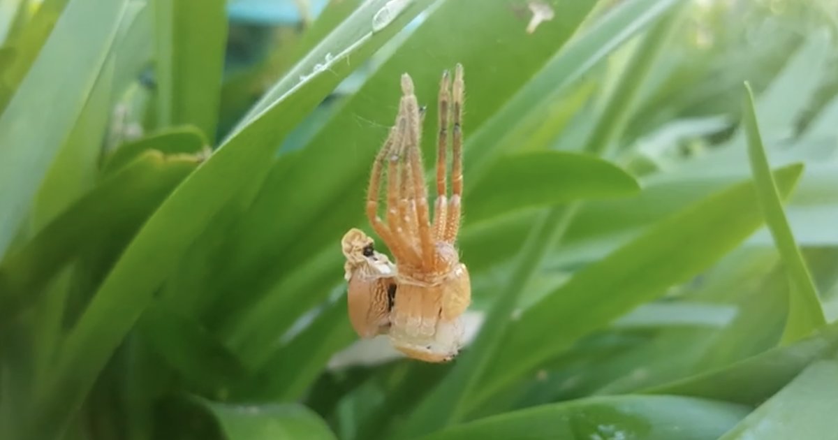 Huntsman Spider Molting Captured on Video - Thrillist