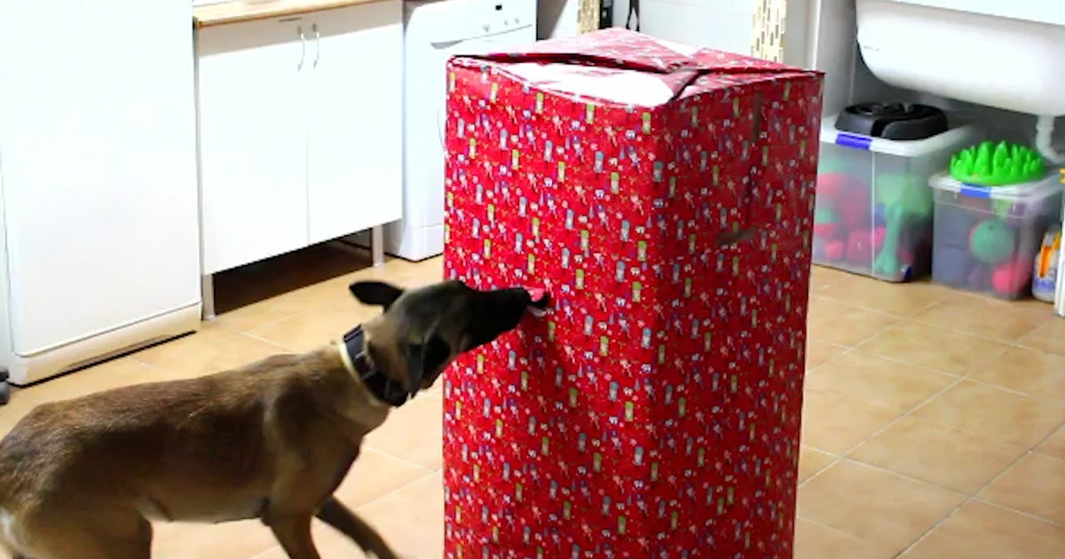 Man Gives His Dogs The Best Christmas Present Ever - Videos - The Dodo