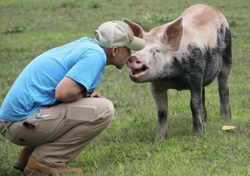 Man Risked His Life To Save Eight Rescued Pigs In New York - The Dodo