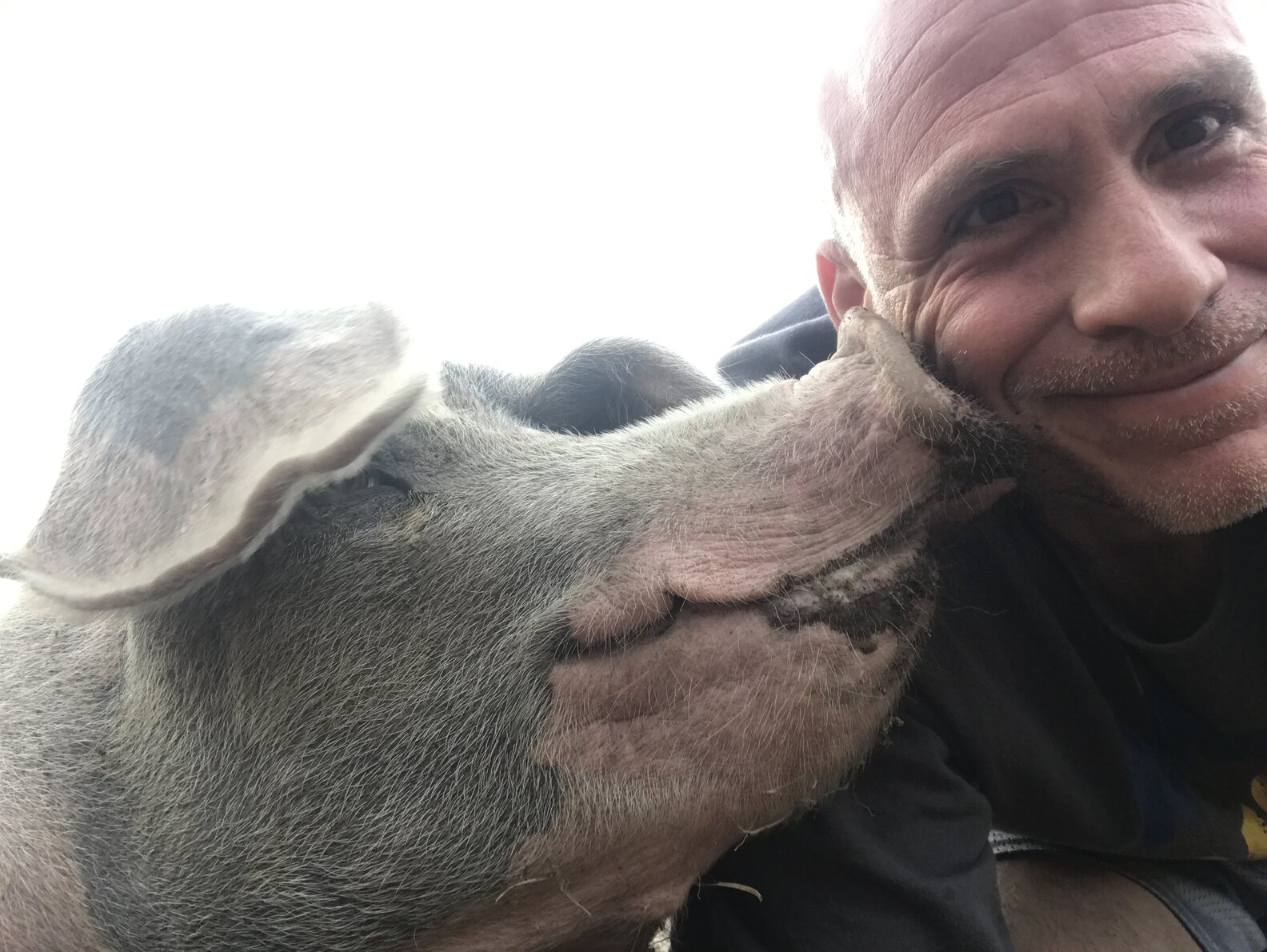 Man Risked His Life To Save Eight Rescued Pigs In New York - The Dodo