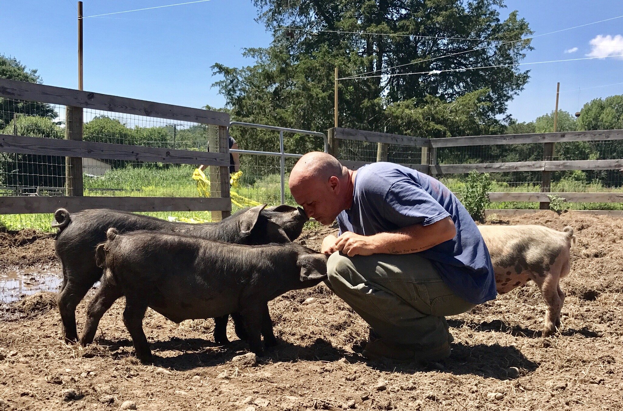Man Risked His Life To Save Eight Rescued Pigs In New York - The Dodo