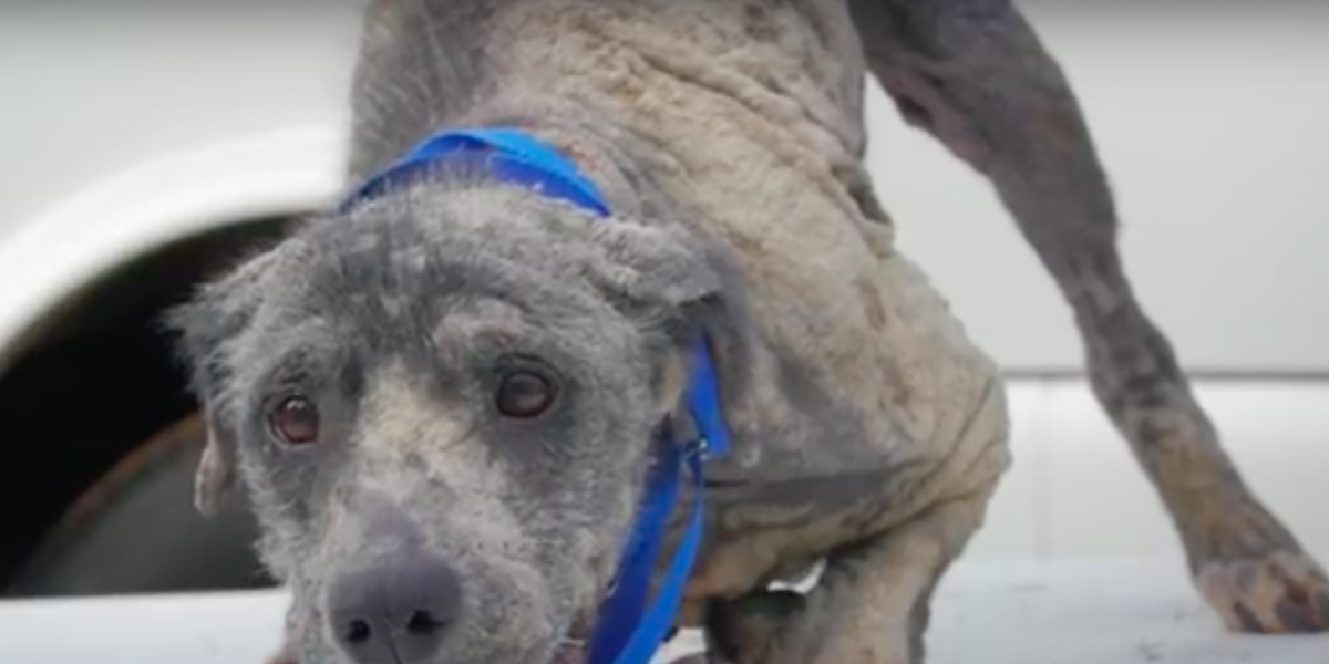 Abandoned Hairless Dog Finds The Perfect Person To Love Her - The Dodo