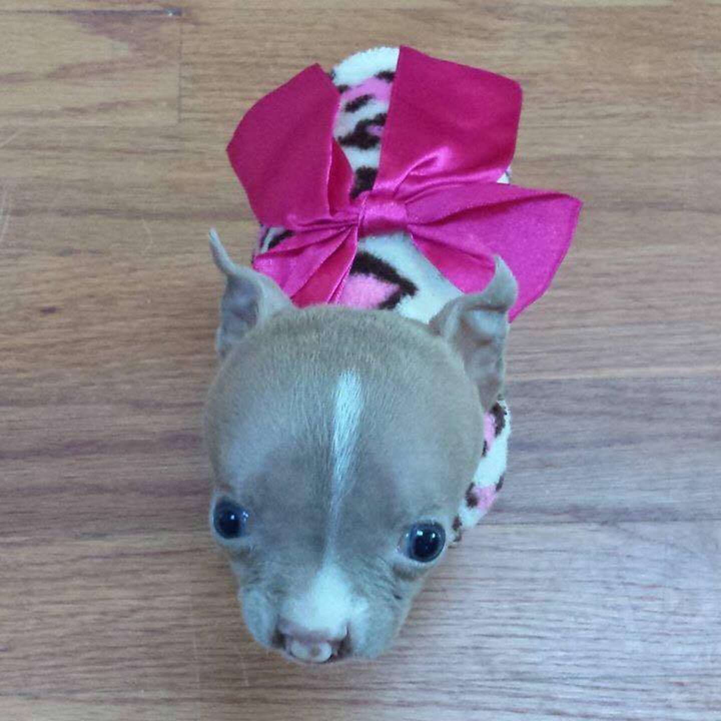 The Tiniest Pit Bull Puppy In The World Is Defying All The Odds - The Dodo