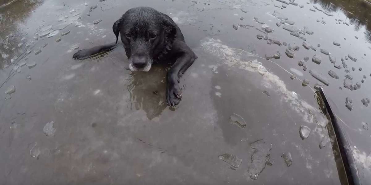 Labrador Trapped In Icy River For An Hour Rescued By Firefighters - The ...