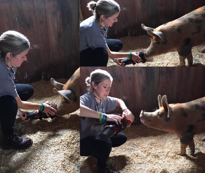 Pig With Prosthetic Leg Loves Watching Christmas Movies - The Dodo