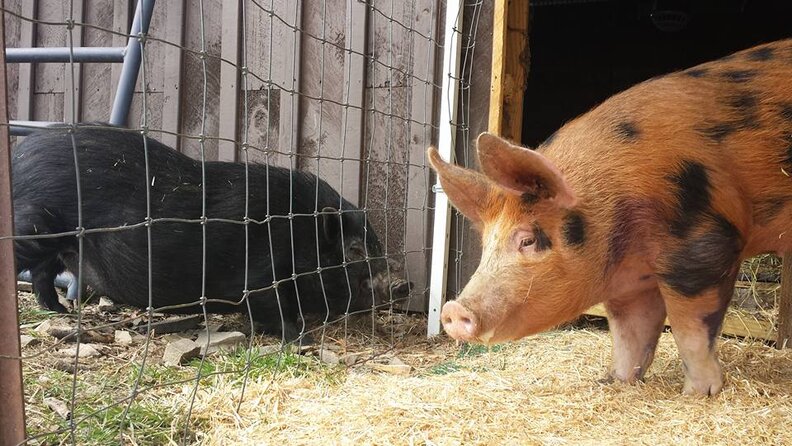 Pig With Prosthetic Leg Loves Watching Christmas Movies - The Dodo