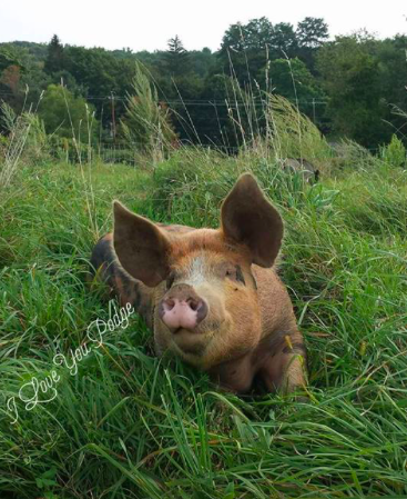 Pig With Prosthetic Leg Loves Watching Christmas Movies - The Dodo
