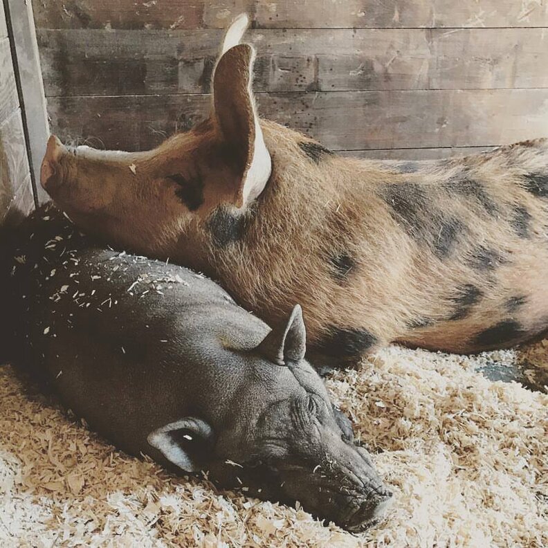Pig With Prosthetic Leg Loves Watching Christmas Movies - The Dodo