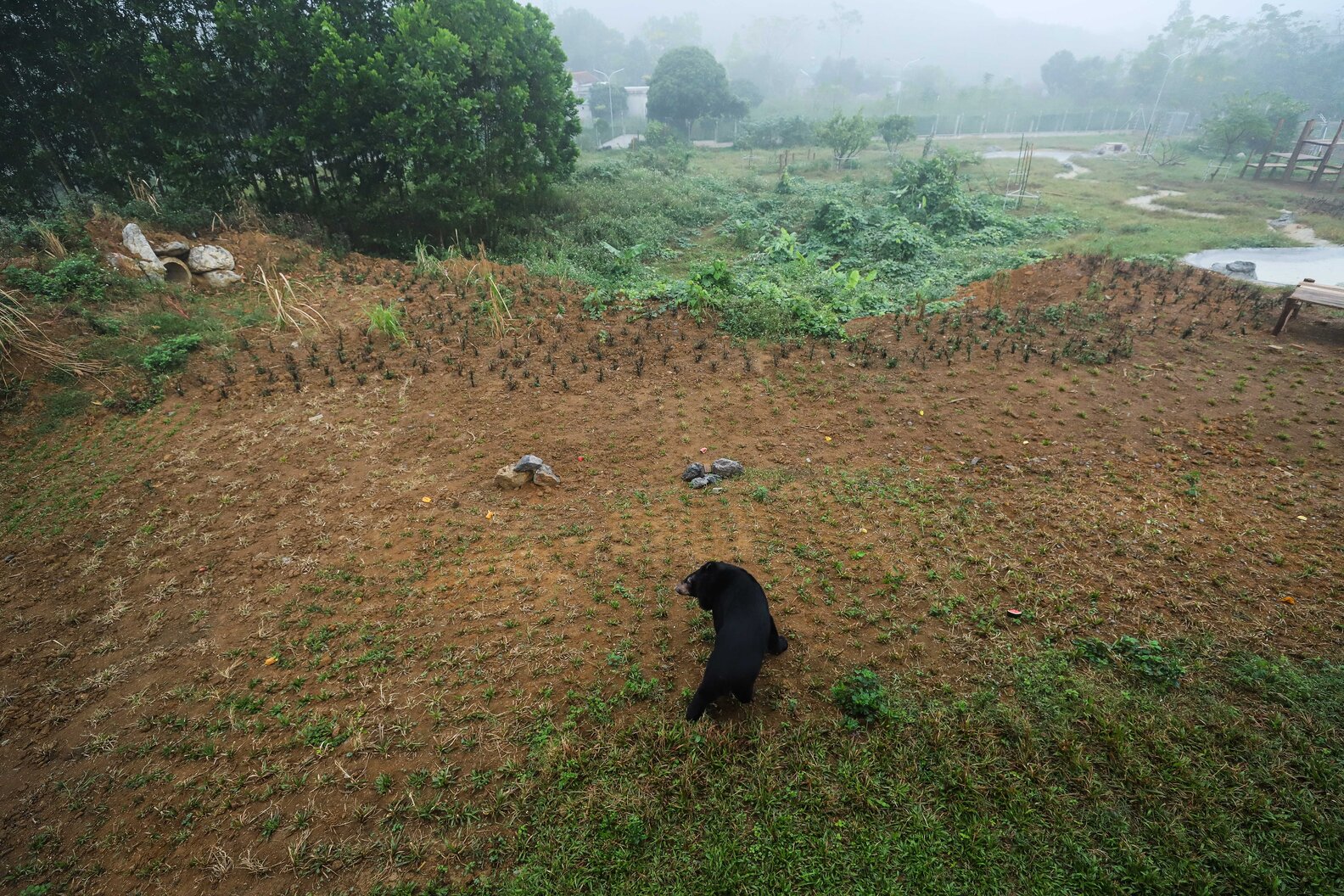 Bears Saved From Bile Farm Feel Grass For The First Time - The Dodo