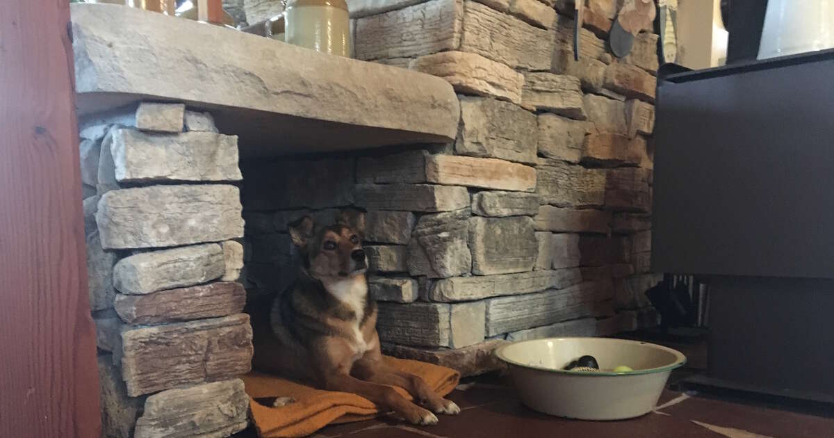 Shy Dog Loves The Little Cave Her Family Made For Her - The Dodo