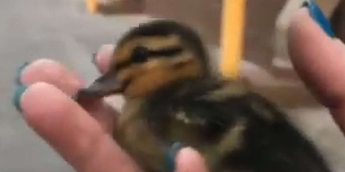 Duckling Gets Left Behind When His Family's Rescued - Videos - The Dodo