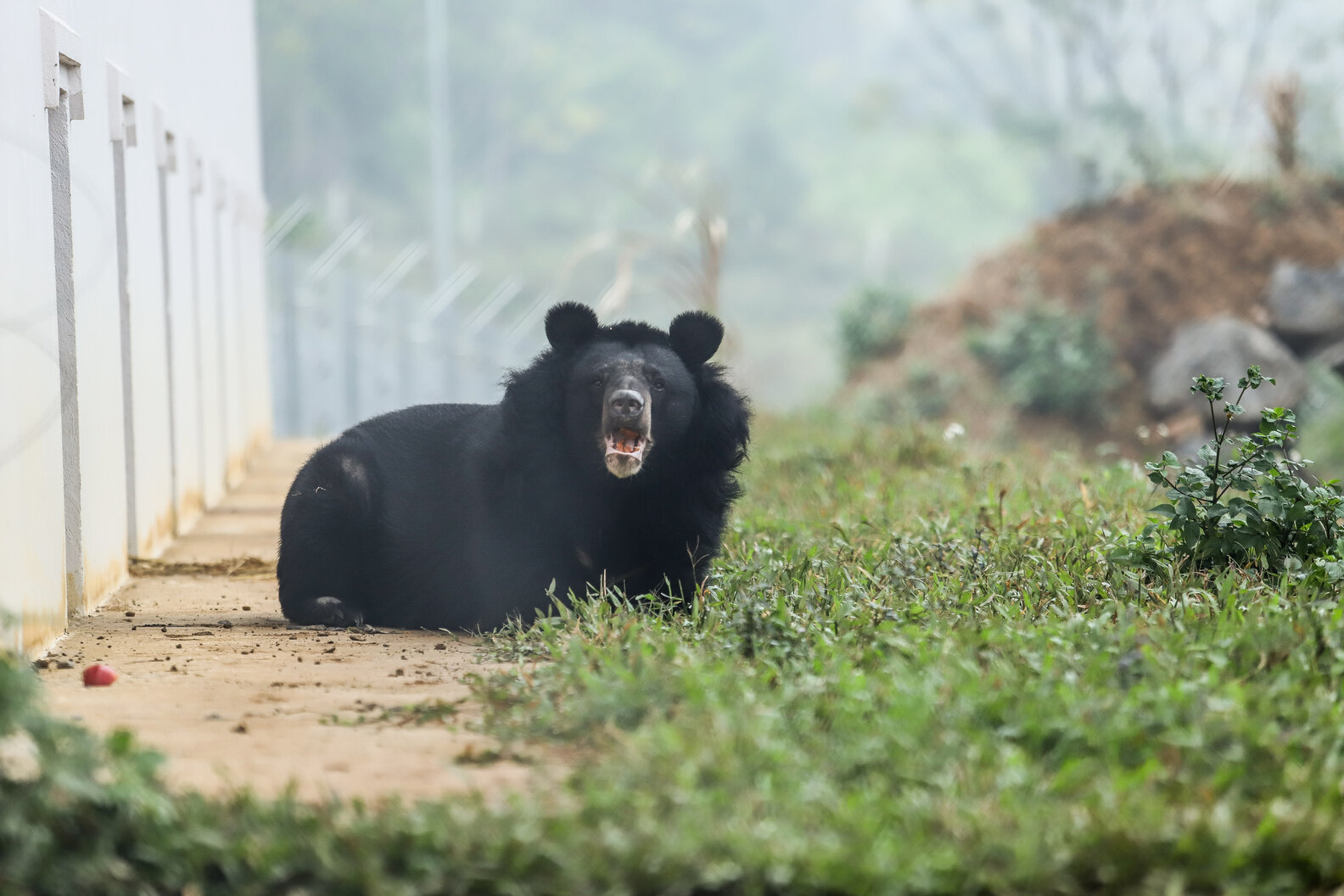 Bears Saved From Bile Farm Feel Grass For The First Time - The Dodo
