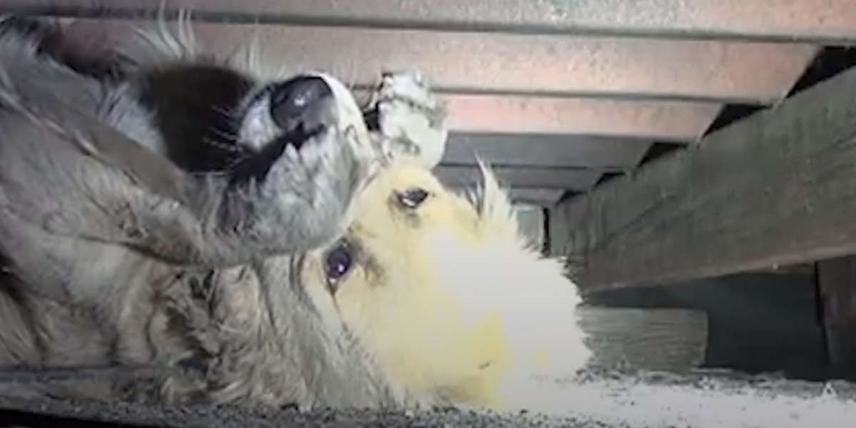 Scared Golden Retriever Starts To Trust - Videos - The Dodo