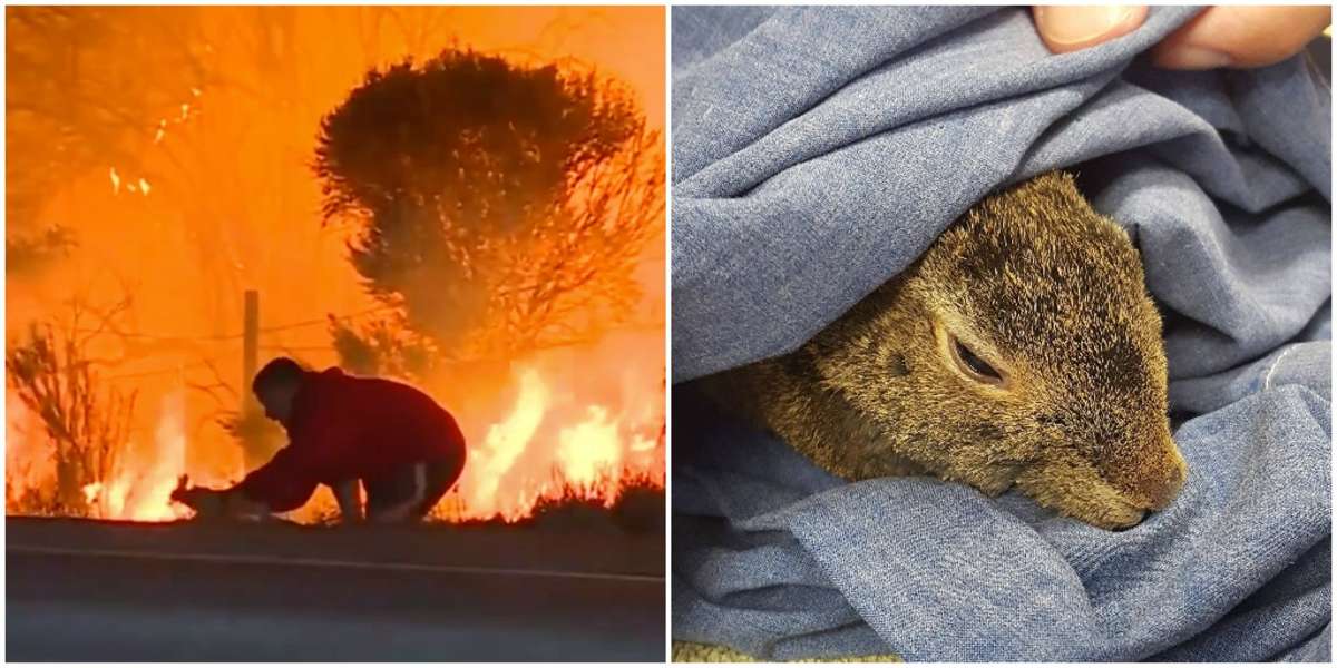 Rabbit Saved From California Fires May Soon Return To The Wild - The Dodo