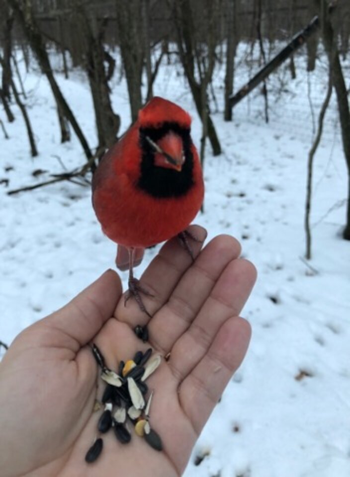Wild Cardinal Visits Woman Mourning Her Grandpa's Death - The Dodo