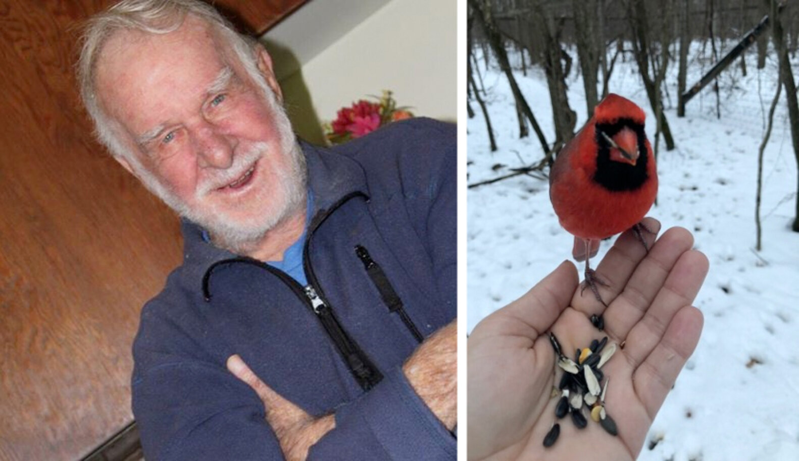 Wild Cardinal Visits Woman Mourning Her Grandpa's Death - The Dodo