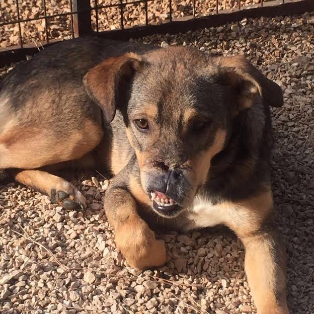 Stray Puppy Shot In The Face Recovers In Lebanon - The Dodo