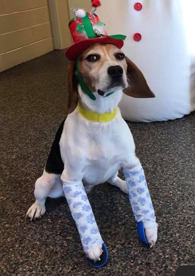 Homeless Beagle With Broken Legs Loves To Run Around On Her Splints ...
