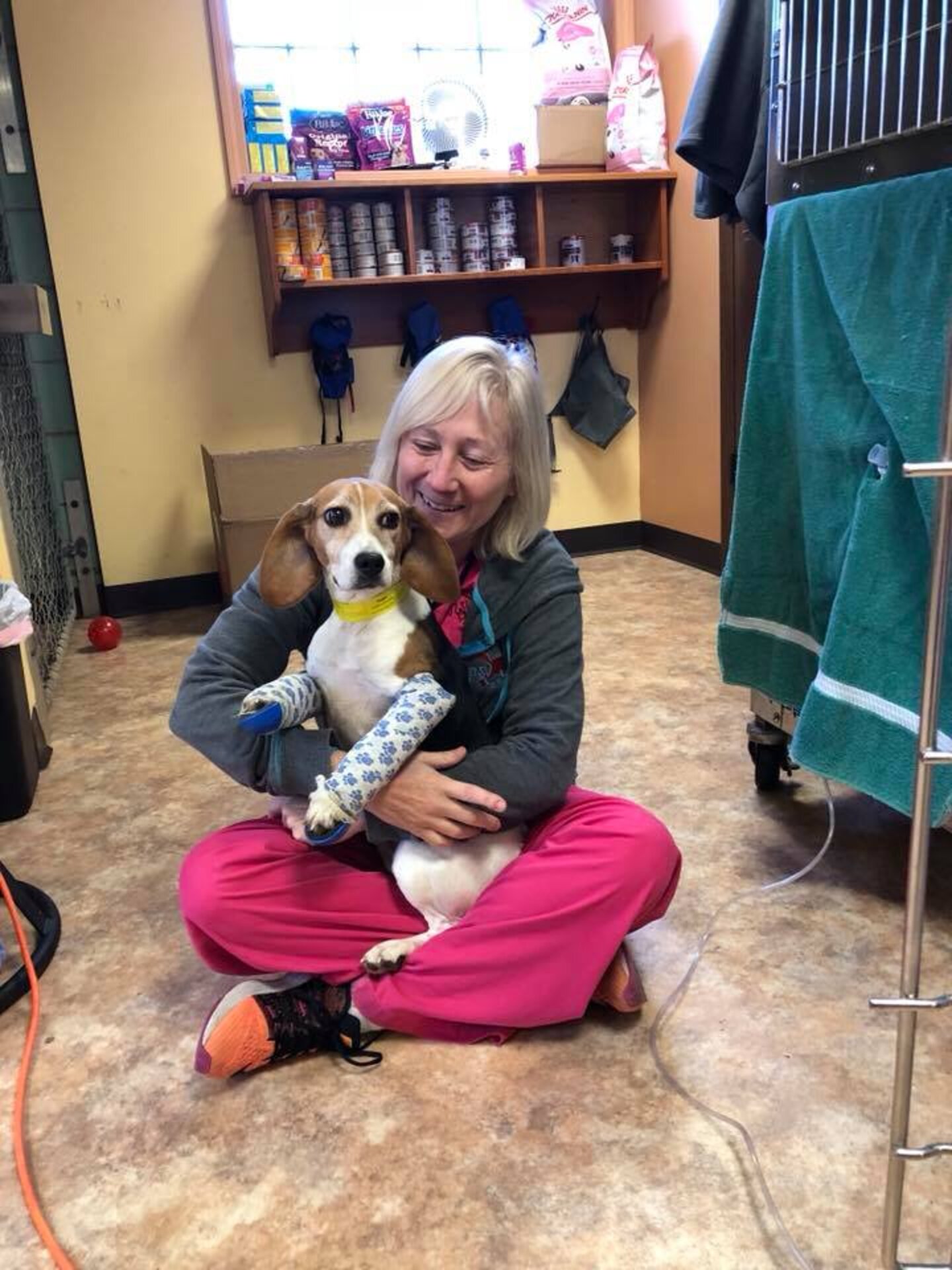 Homeless Beagle With Broken Legs Loves To Run Around On Her Splints ...