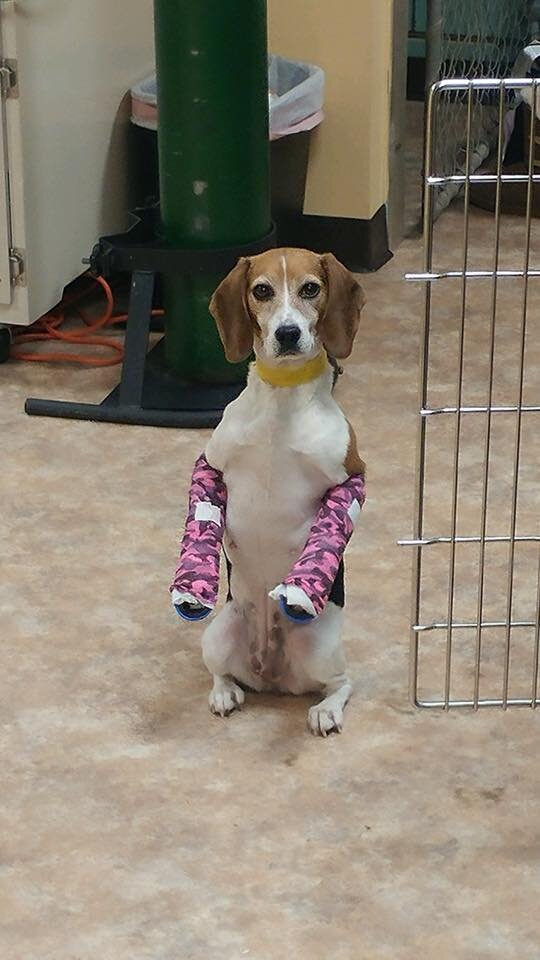 Homeless Beagle With Broken Legs Loves To Run Around On Her Splints ...