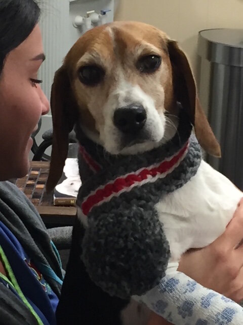 Homeless Beagle With Broken Legs Loves To Run Around On Her Splints ...