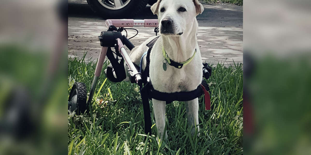 Special Needs Dog Gets Pink Wheelchair From The Kindest Woman - The Dodo