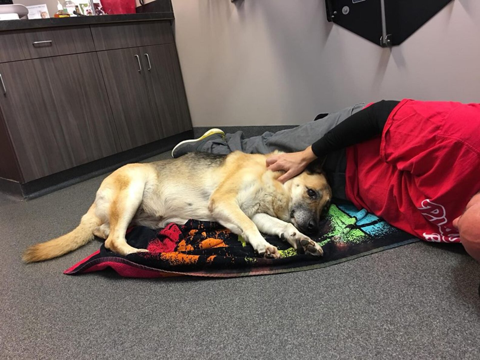 Pennsylvania Town Helps Sick German Shepherd Complete Her Bucket List ...