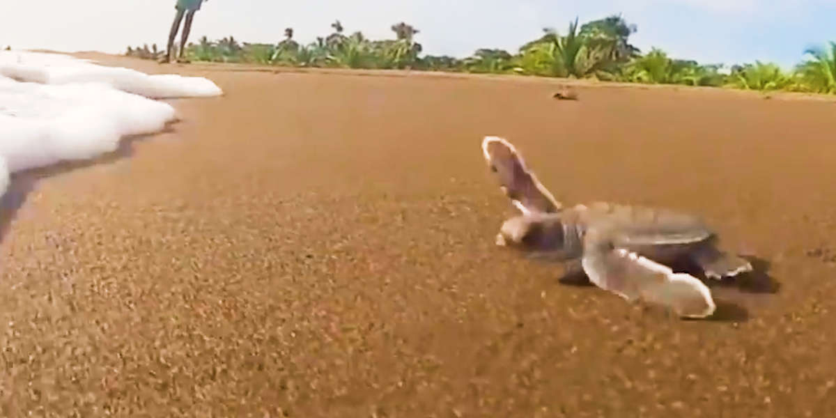 Baby Sea Turtles Make Their Way To The Ocean - Videos - The Dodo