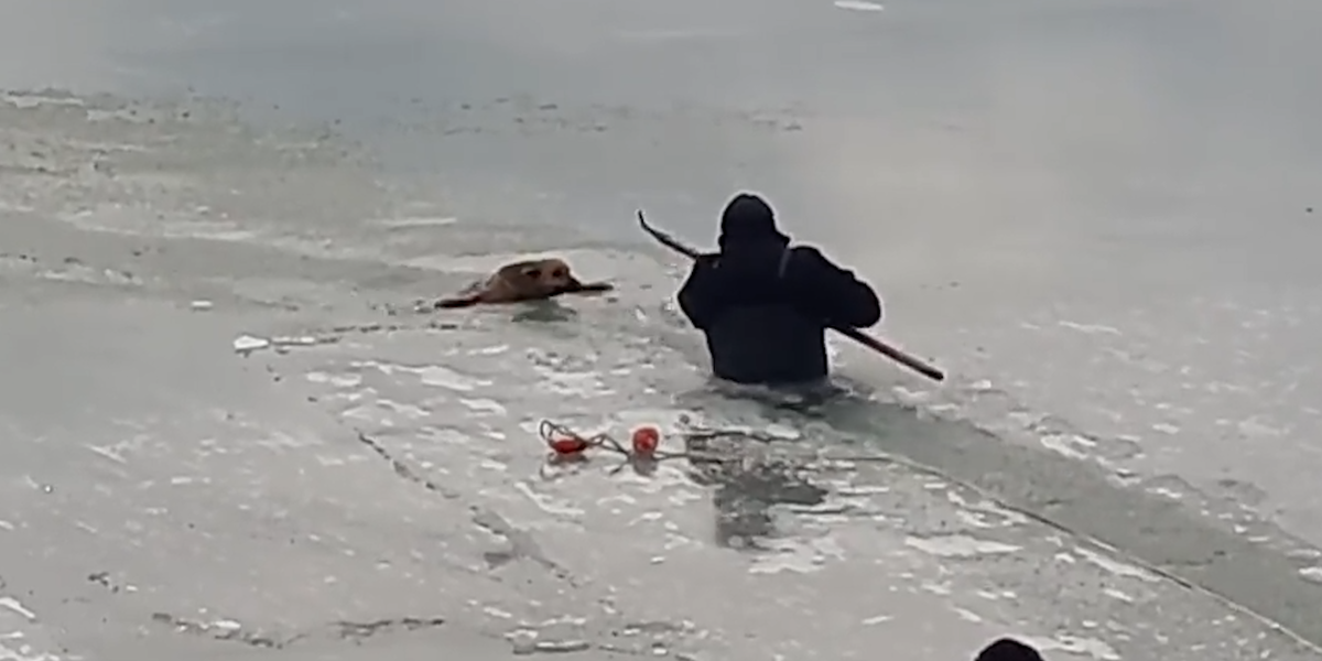 Man Rescues Dog Who Fell Through The Ice - Videos - The Dodo