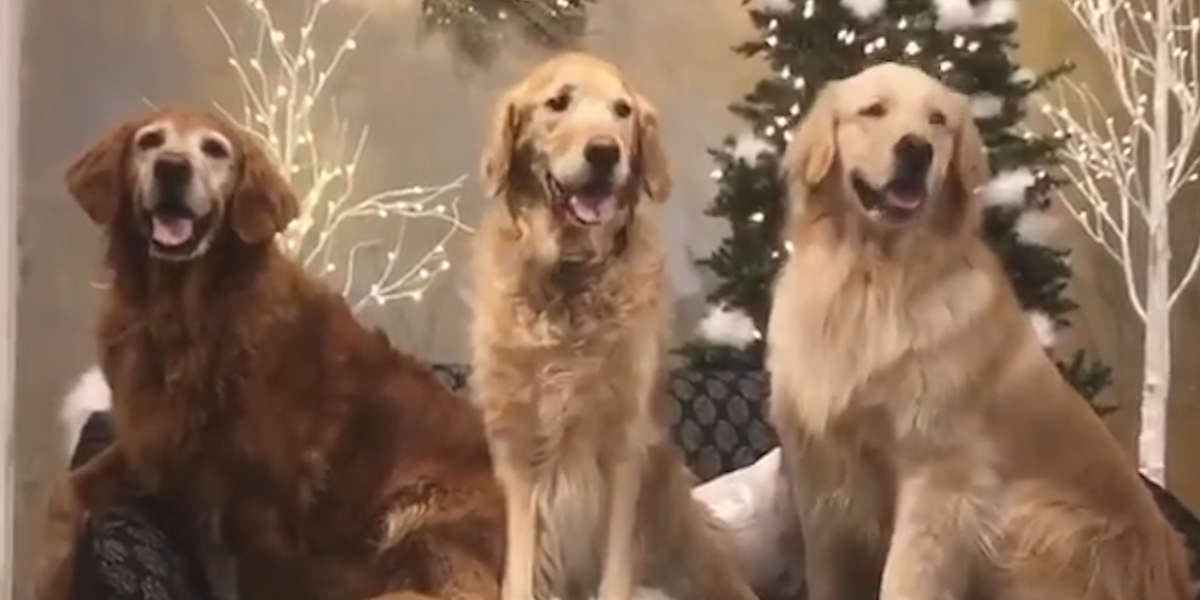These Dogs Are Obsessed With Christmas - Videos - The Dodo