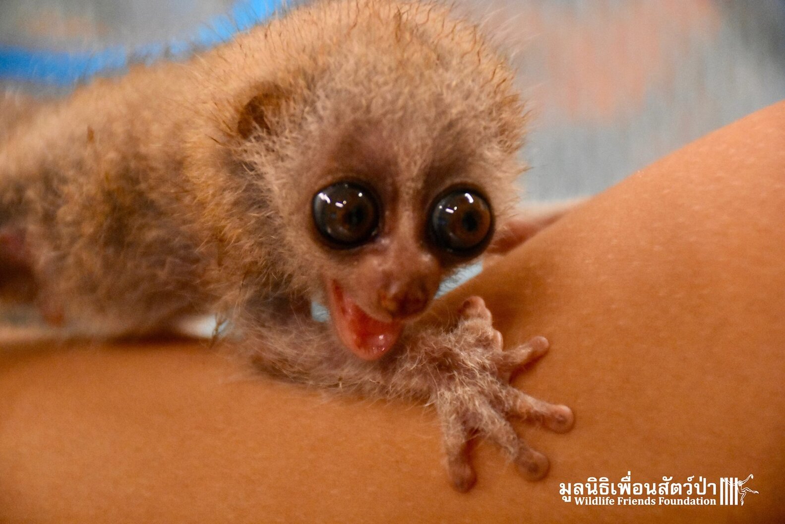 Baby Slow Loris Found Outside 7-Eleven Arrives At Thai Rehab Center ...