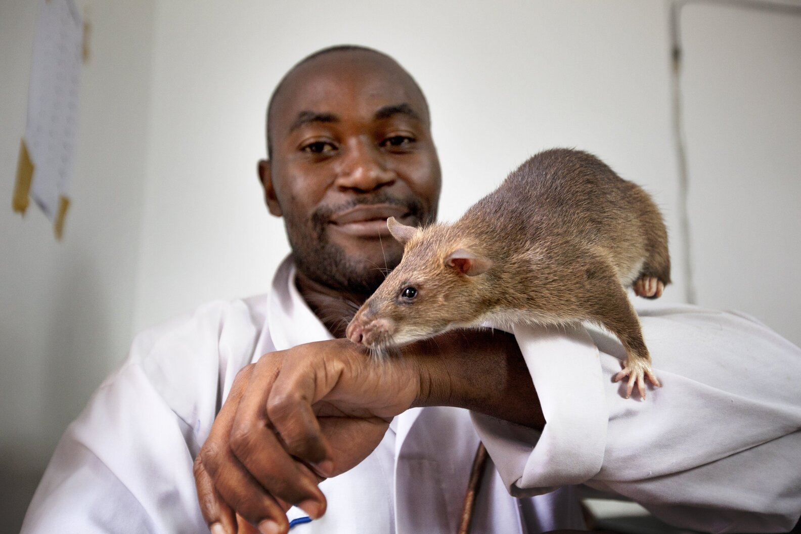 Giant African Rats Are Sniffing Out Landmines And Saving Lives - The Dodo