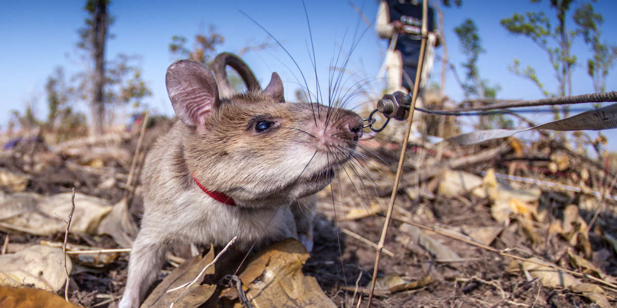 Giant African Rats Are Sniffing Out Landmines And Saving Lives The Dodo