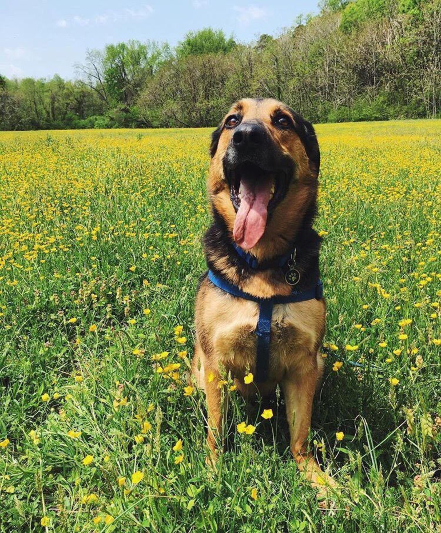 Grandpa's Adorable Relationship With Granddog Goes Viral - The Dodo