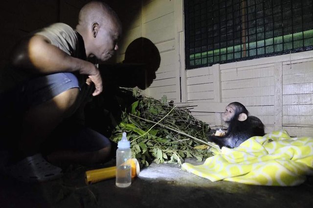 Orphaned Chimp Meets New Friends At Sanctuary In Africa - The Dodo