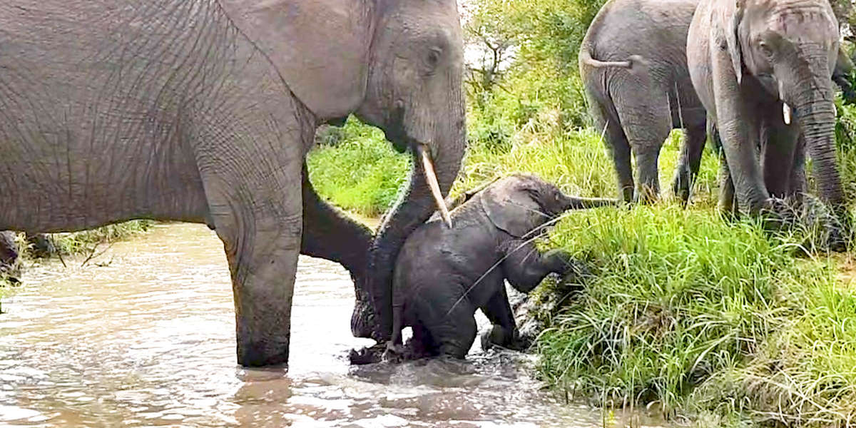 Baby Elephant Stuck In River Gets A Push From Mom - Videos - The Dodo