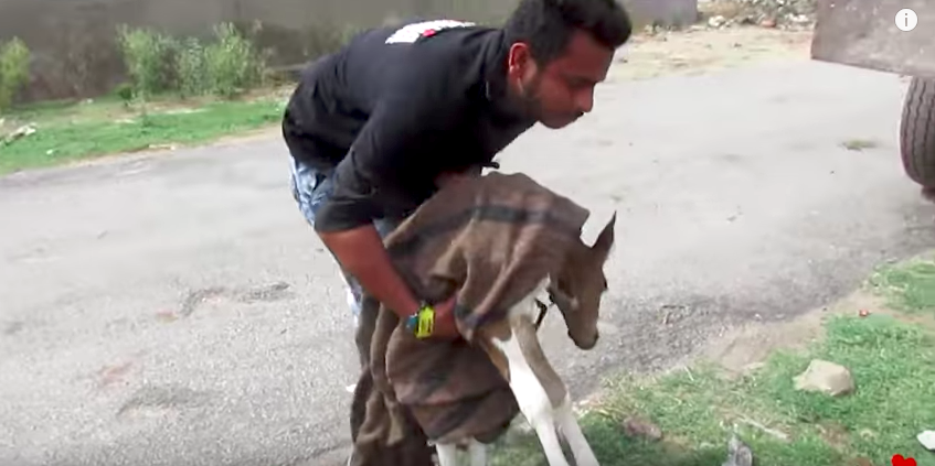 Sick Baby Cow Abandoned On Roadside Rescued Just In Time - The Dodo