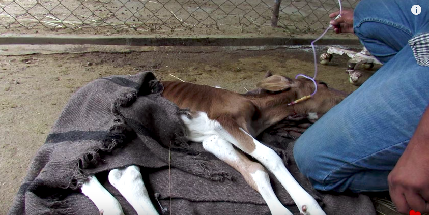 Sick Baby Cow Abandoned On Roadside Rescued Just In Time - The Dodo