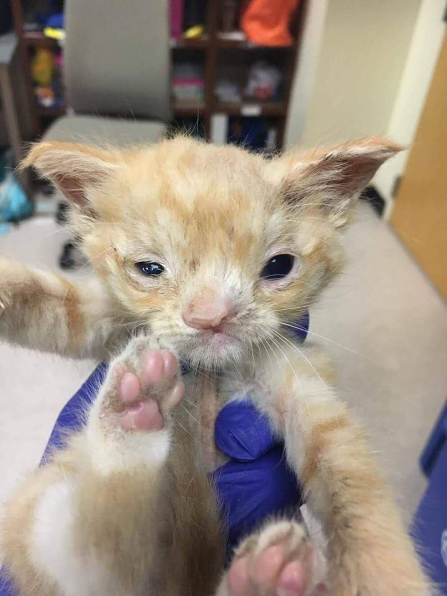 Cat With Cutest Smushed Face Loves Getting Into Trouble - The Dodo