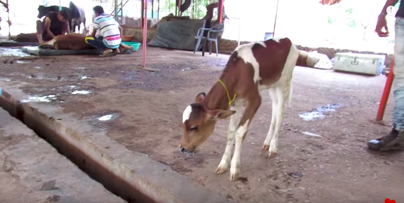 Sick Baby Cow Abandoned On Roadside Rescued Just In Time - The Dodo